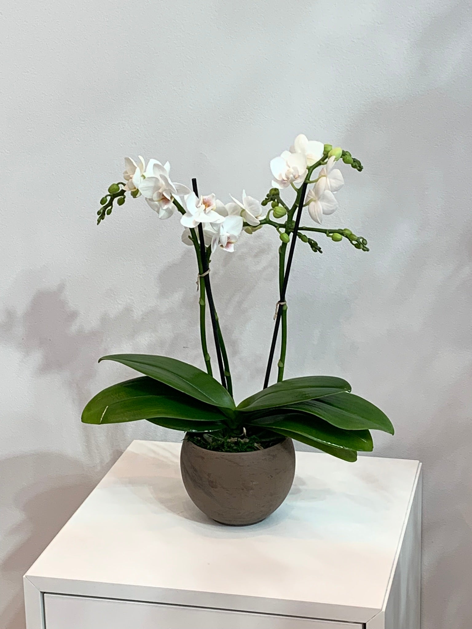Mini White Orchid (2 Stems) – Hi Flower Studio
